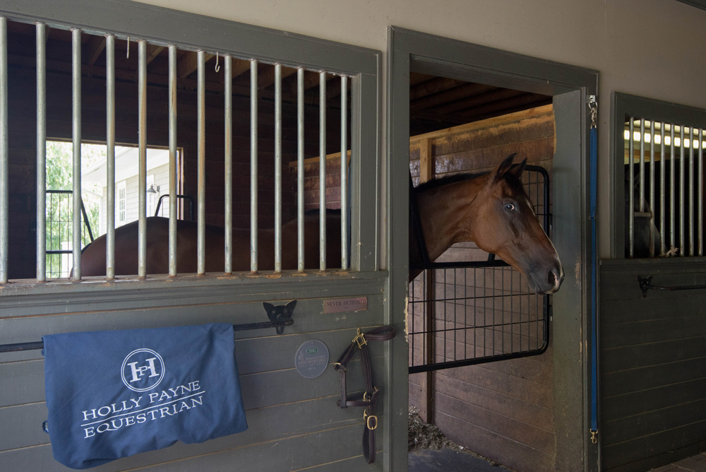 TRAINING - Holly Payne Equestrian